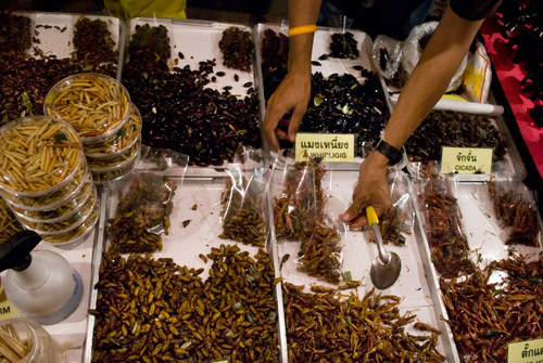 Les insectes comestibles bio et l’environnement - Insectes comestibles